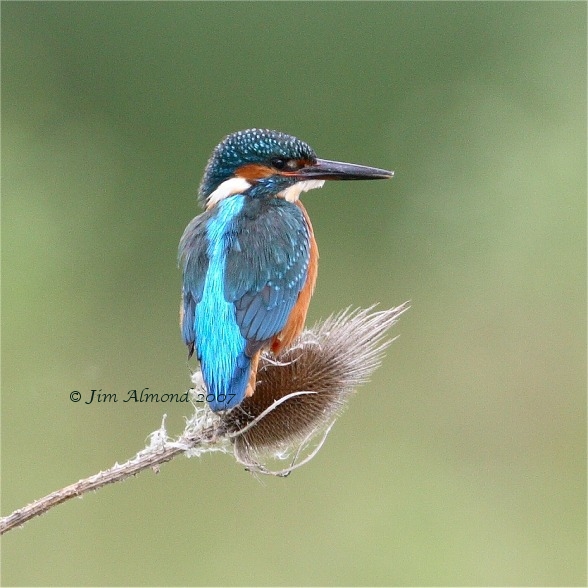 Species Gallery - Kingfisher