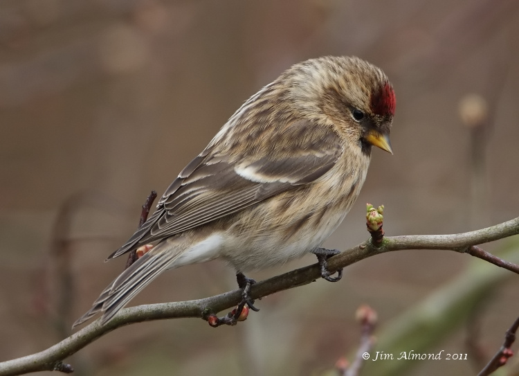 Lesser redpoll - Alchetron, The Free Social Encyclopedia