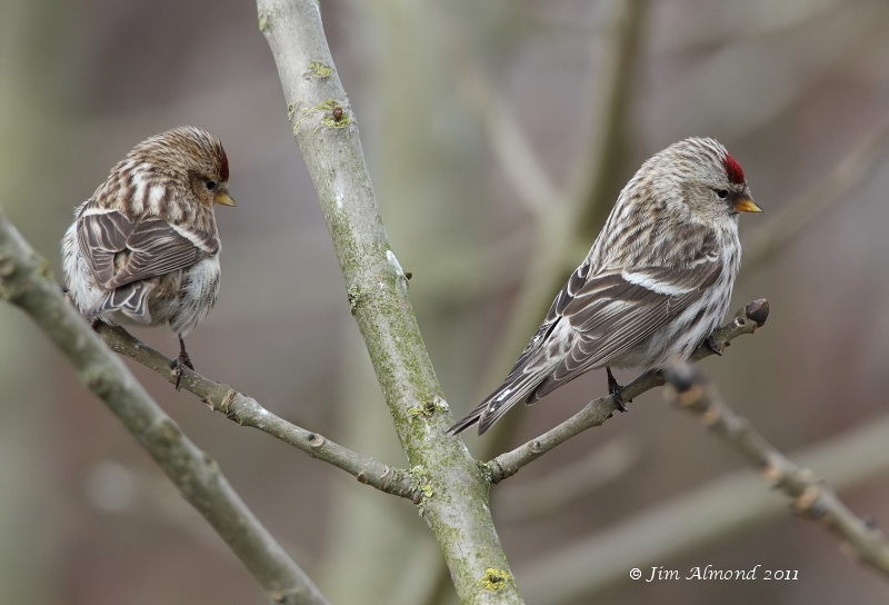 Species Gallery - Mealy Redpoll