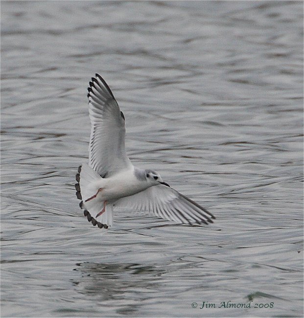 Species Gallery - Little Gull