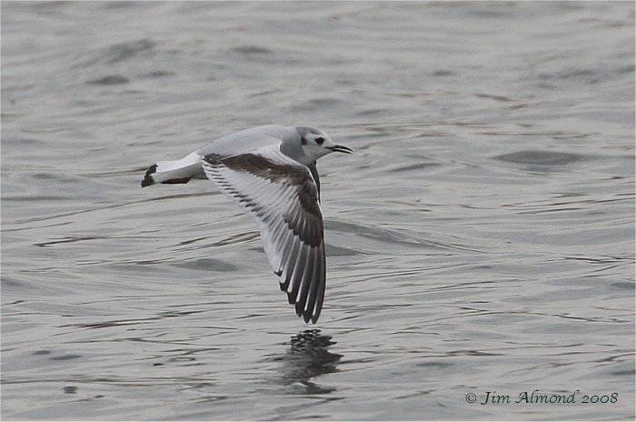 Species Gallery - Little Gull