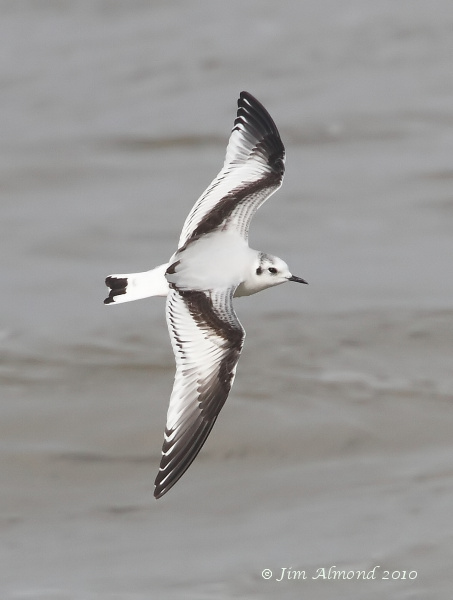 Species Gallery - Little Gull