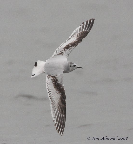Species Gallery - Little Gull