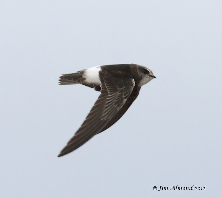 Species Gallery - Little Swift