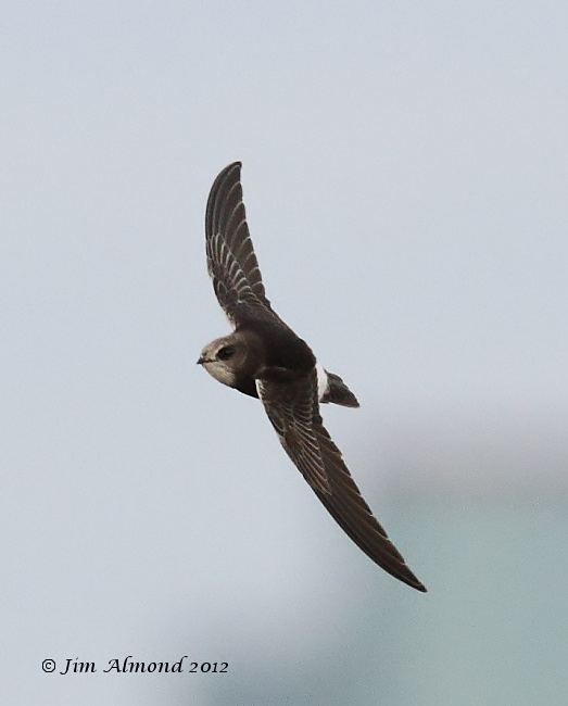 Species Gallery - Little Swift