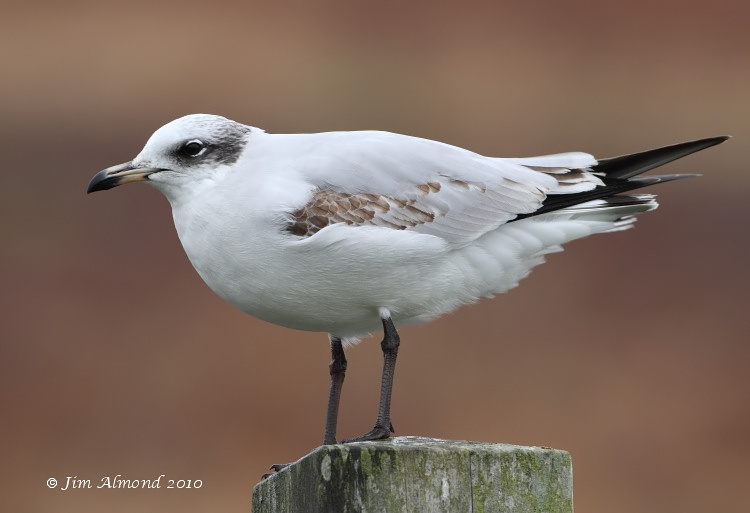 Species Gallery - Mediterranean Gull