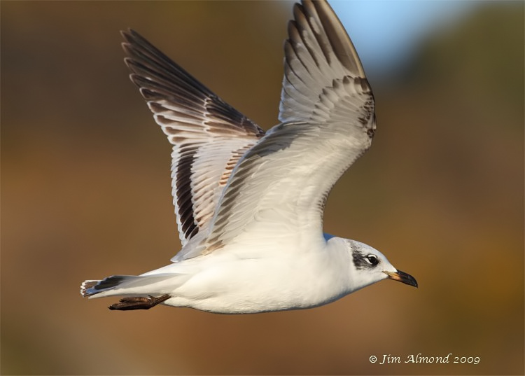 Species Gallery - Mediterranean Gull