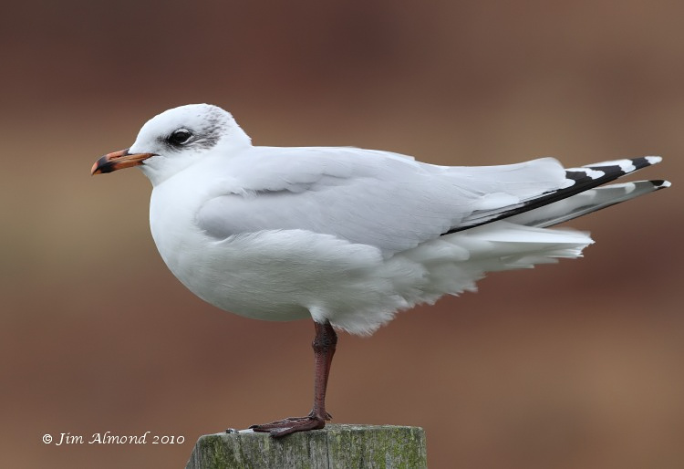 Species Gallery - Mediterranean Gull