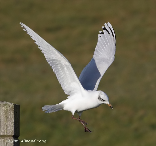 Species Gallery - Mediterranean Gull