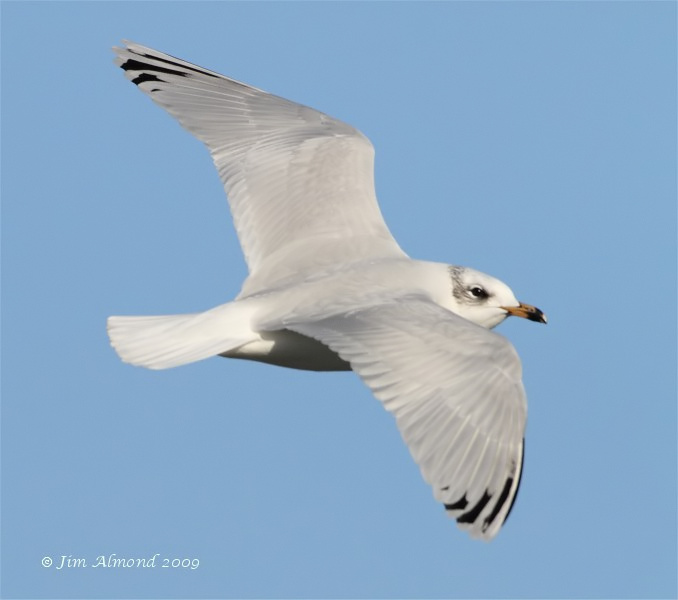 Species Gallery - Mediterranean Gull