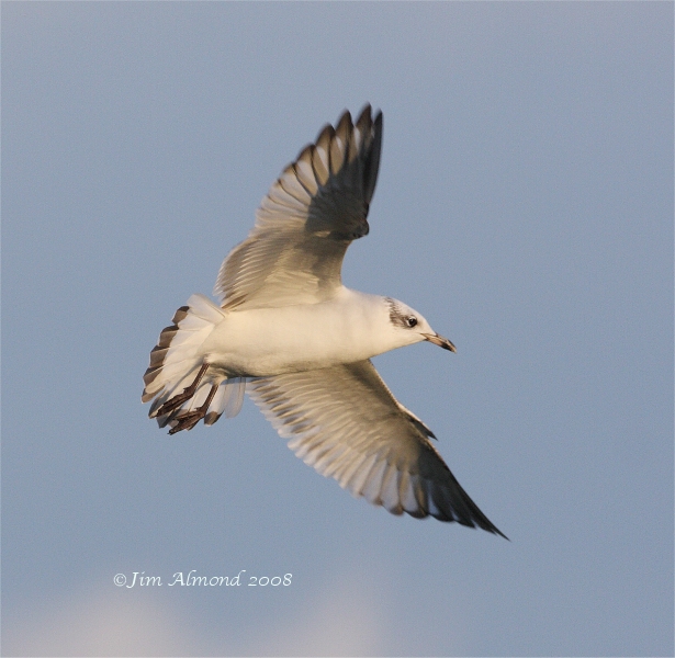 Species Gallery - Mediterranean Gull