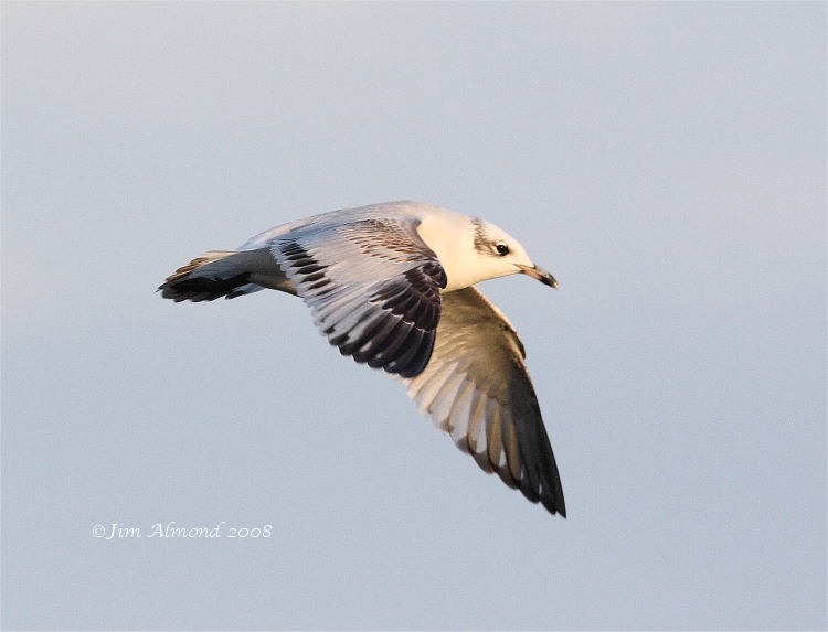 Species Gallery - Mediterranean Gull