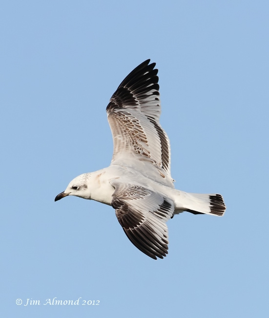 Species Gallery - Mediterranean Gull