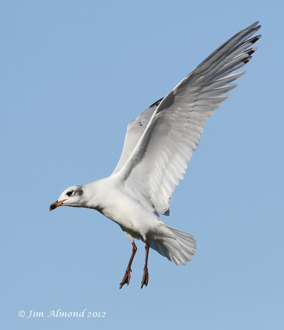 Species Gallery - Mediterranean Gull