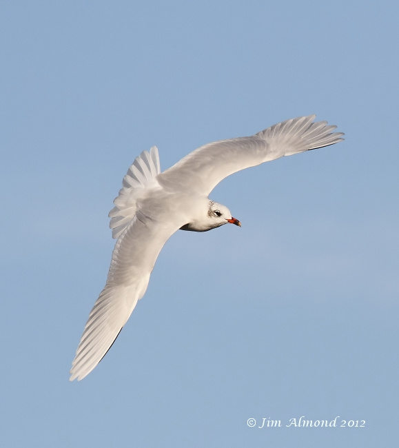Species Gallery - Mediterranean Gull