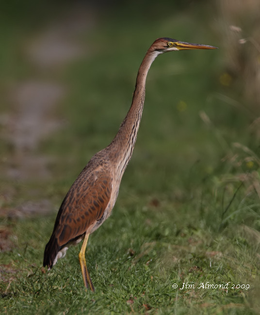 Species Gallery - Purple Heron