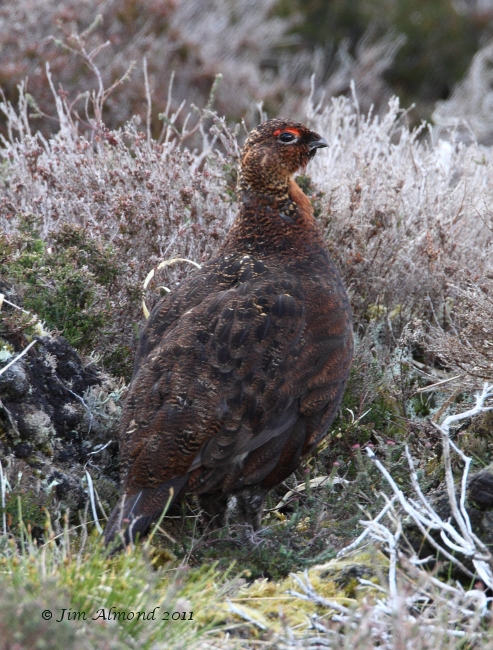 Species Gallery - Red Grouse