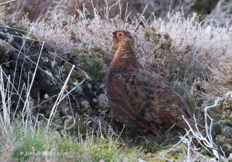 Species Gallery - Red Grouse