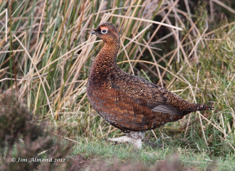 Species Gallery - Red Grouse