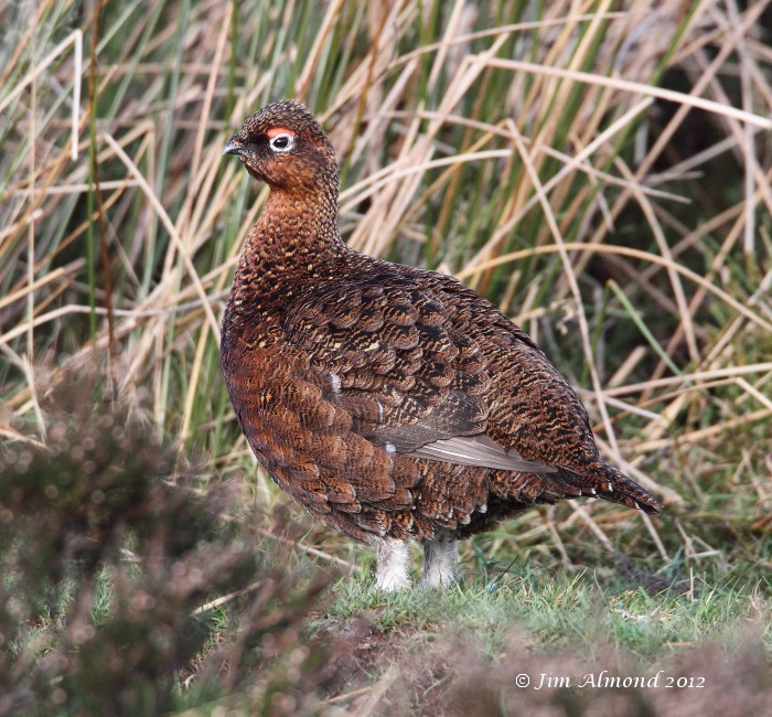 Species Gallery - Red Grouse