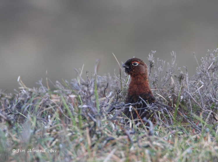 Species Gallery - Red Grouse