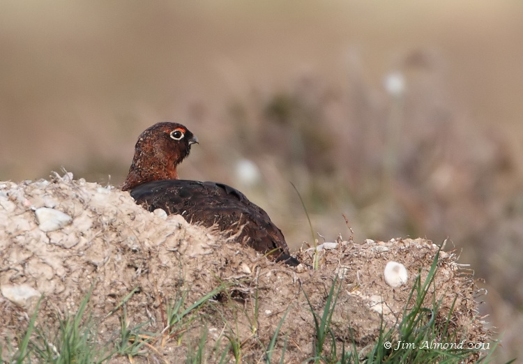 Species Gallery - Red Grouse