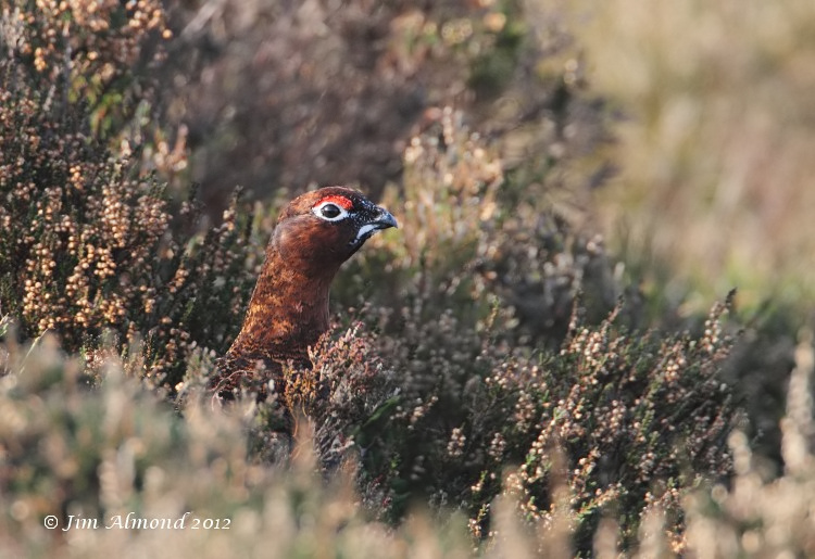 Species Gallery - Red Grouse