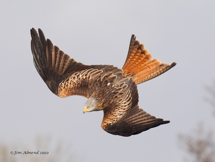 Species Gallery - Red Kite