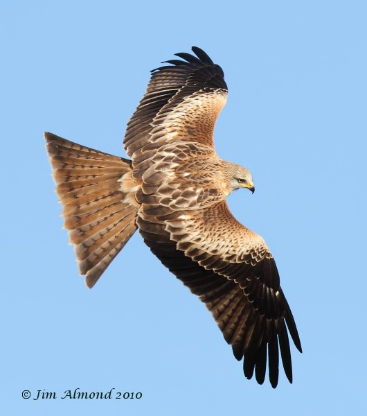 Species Gallery - Red Kite