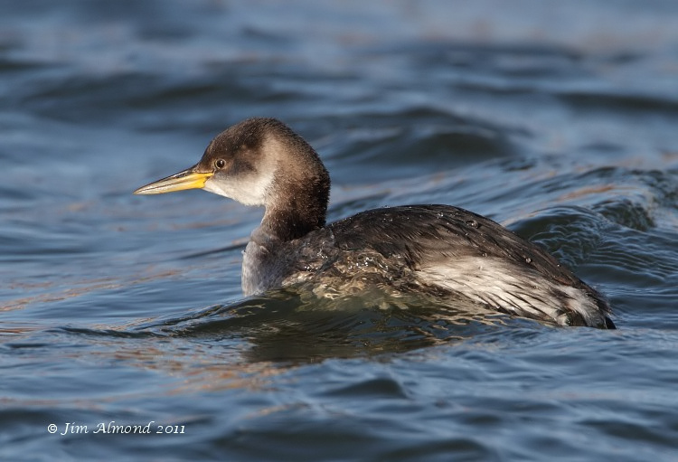 Red necked Grebe Gallery