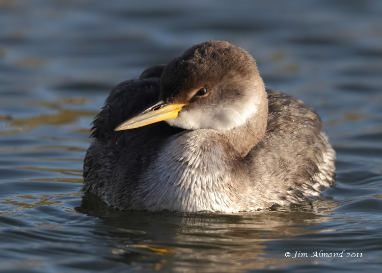 Red necked Grebe Gallery