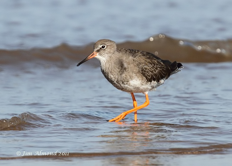 Species Gallery - Redshank