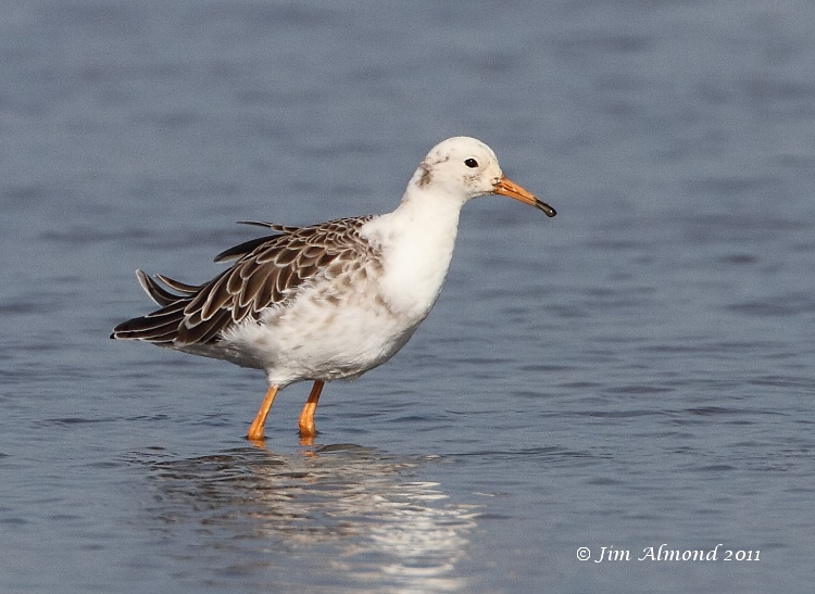 Species Gallery - Ruff