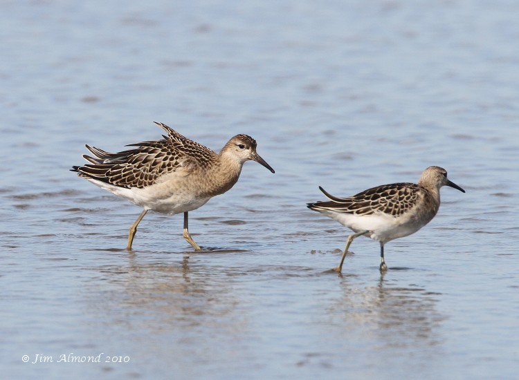 Species Gallery - Ruff