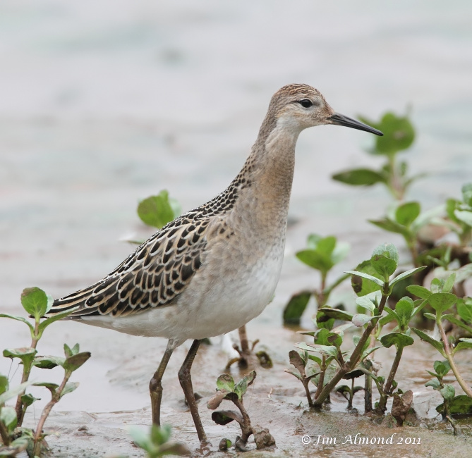 Species Gallery - Ruff