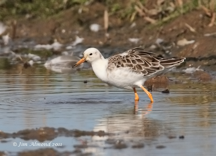 Species Gallery - Ruff