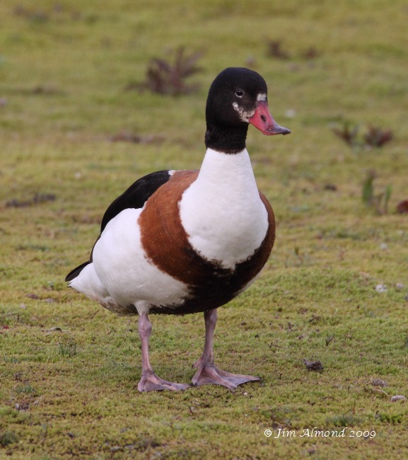 Common Shelduck gallery