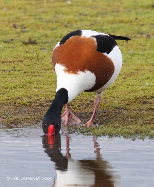 Common Shelduck gallery