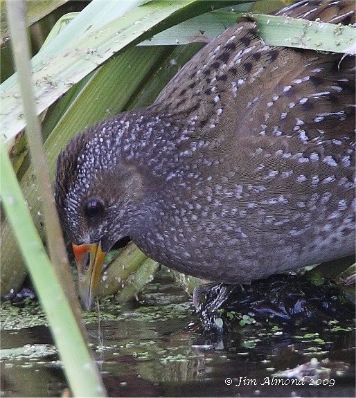 Species Gallery - Spotted Crake