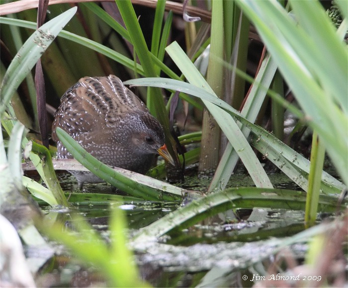 Species Gallery - Spotted Crake
