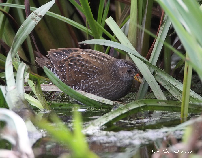 Species Gallery - Spotted Crake