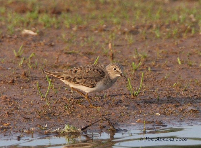 Species Gallery - Temminck's Stint