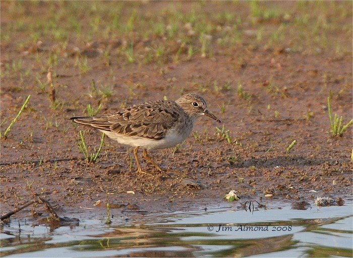 Species Gallery - Temminck's Stint