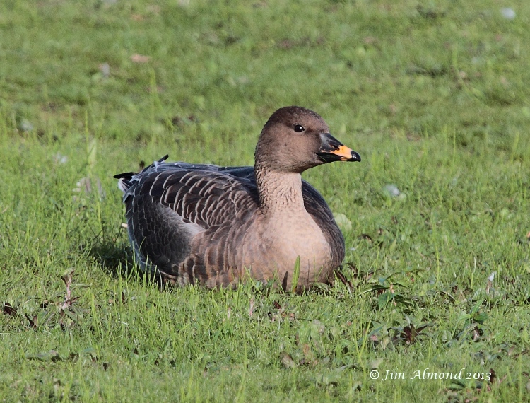 Species Gallery - Tundra Bean Goose