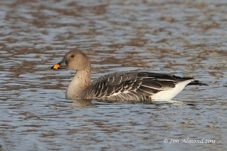 Species Gallery - Tundra Bean Goose