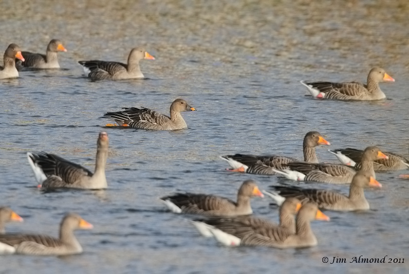 Species Gallery - Tundra Bean Goose