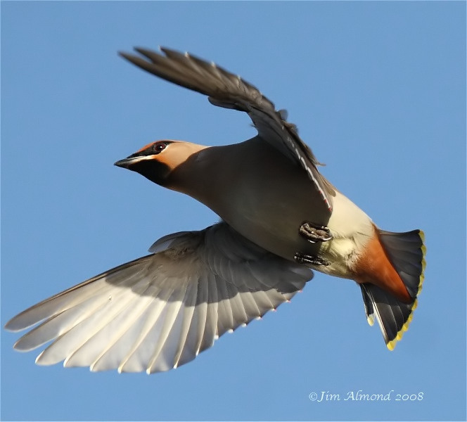 Waxwing Gallery
