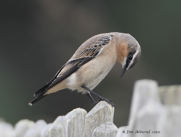 Species Gallery - Northern Wheatear