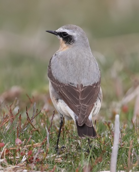 Species Gallery - Northern Wheatear