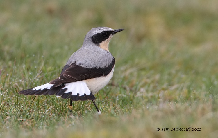 Species Gallery - Northern Wheatear